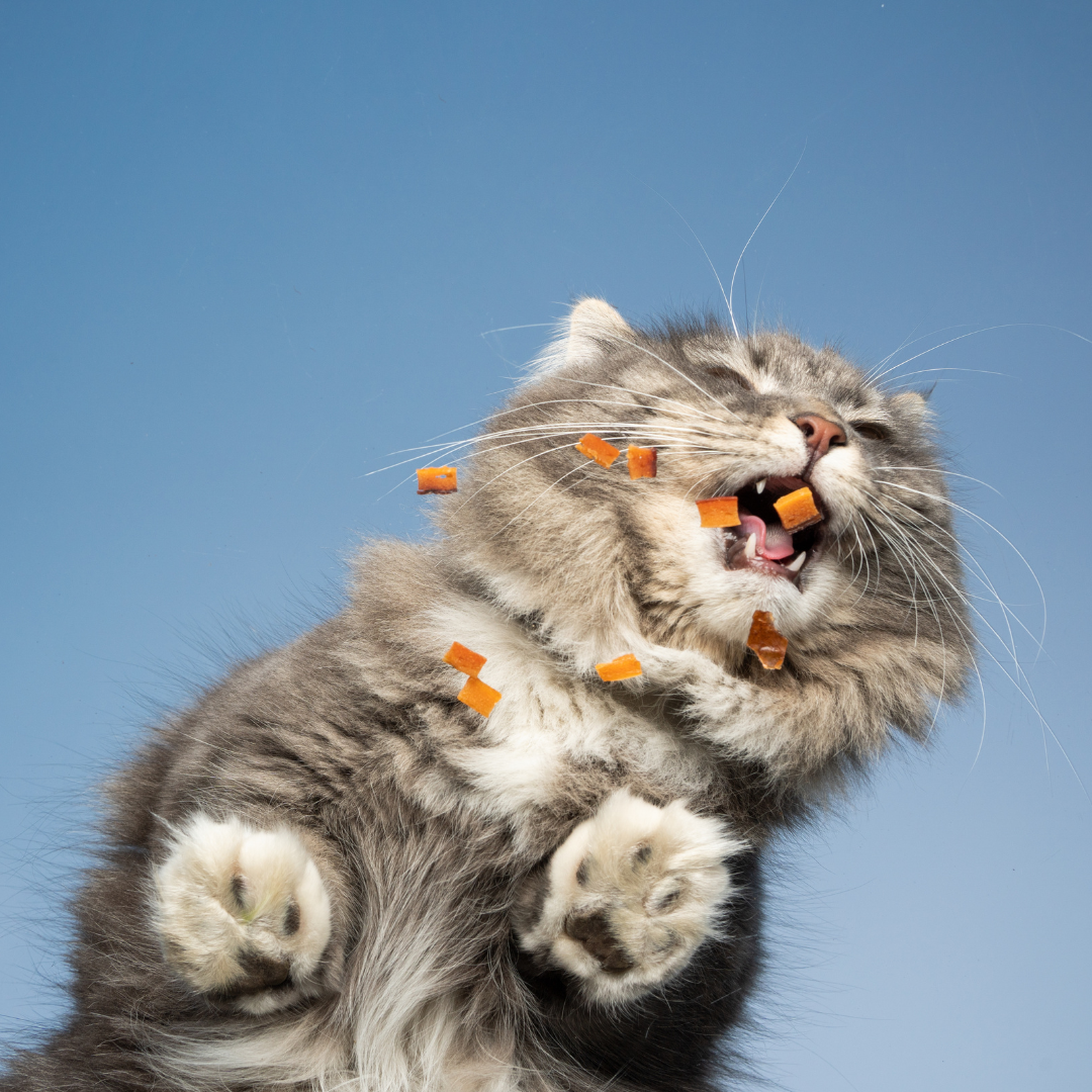 Cat food – Mobile Pet Foods