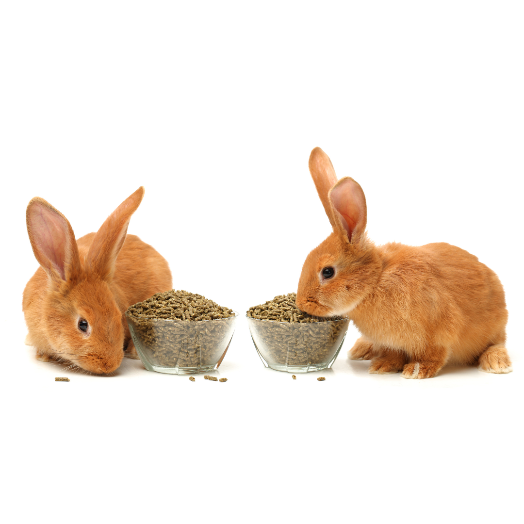 Rabbit Food – Mobile Pet Foods