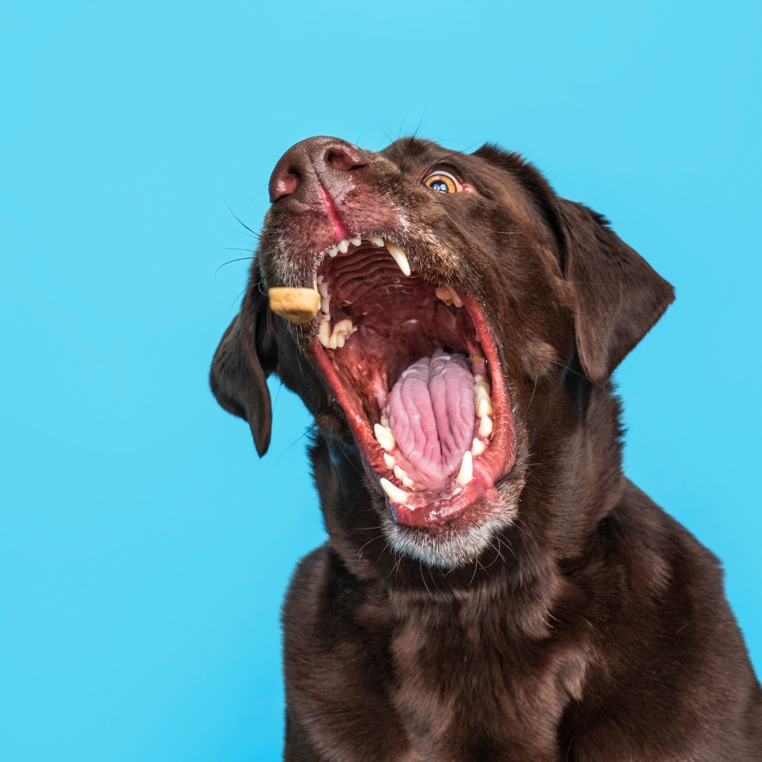 Dog Treats – Mobile Pet Foods